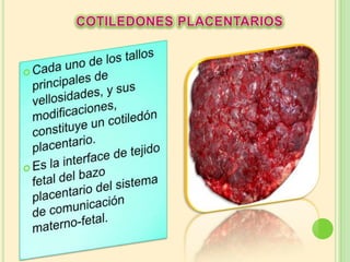 Diapositivas de placenta obstetricia | PPTX