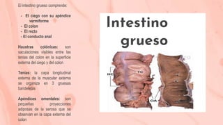 Diapositivas de Sistema Digestivo II.pptx