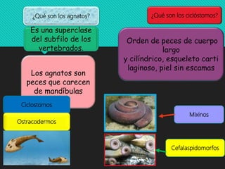 Lampreas | PPTX