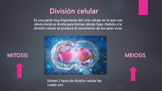 Diapositivas division celular (mitosis y meiosis) | PPTX