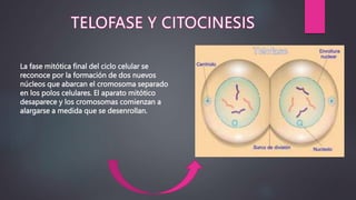 Diapositivas division celular (mitosis y meiosis) | PPTX