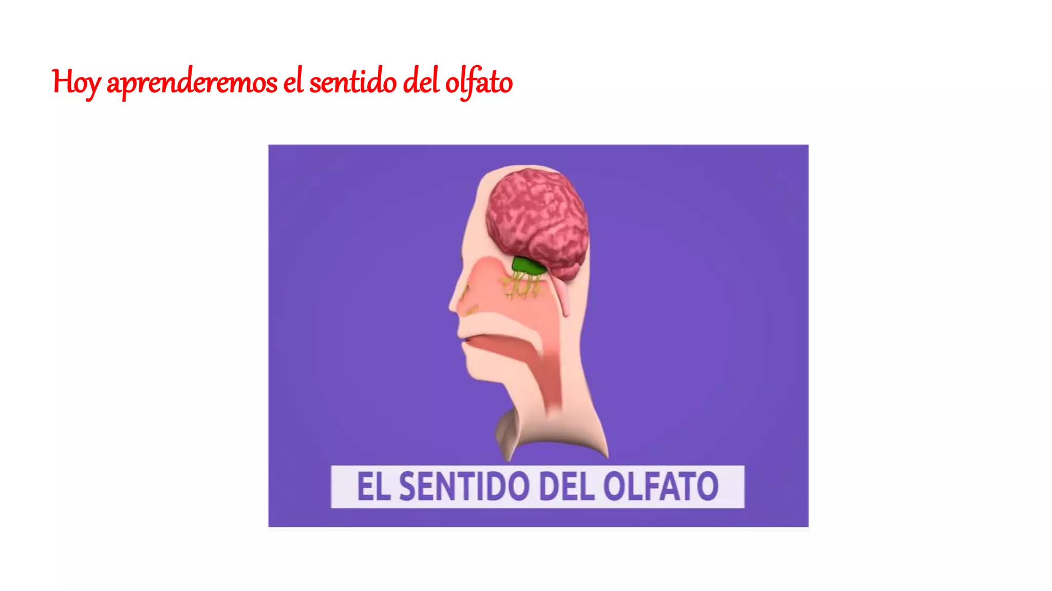 Diapositivas El Olfato.pptx