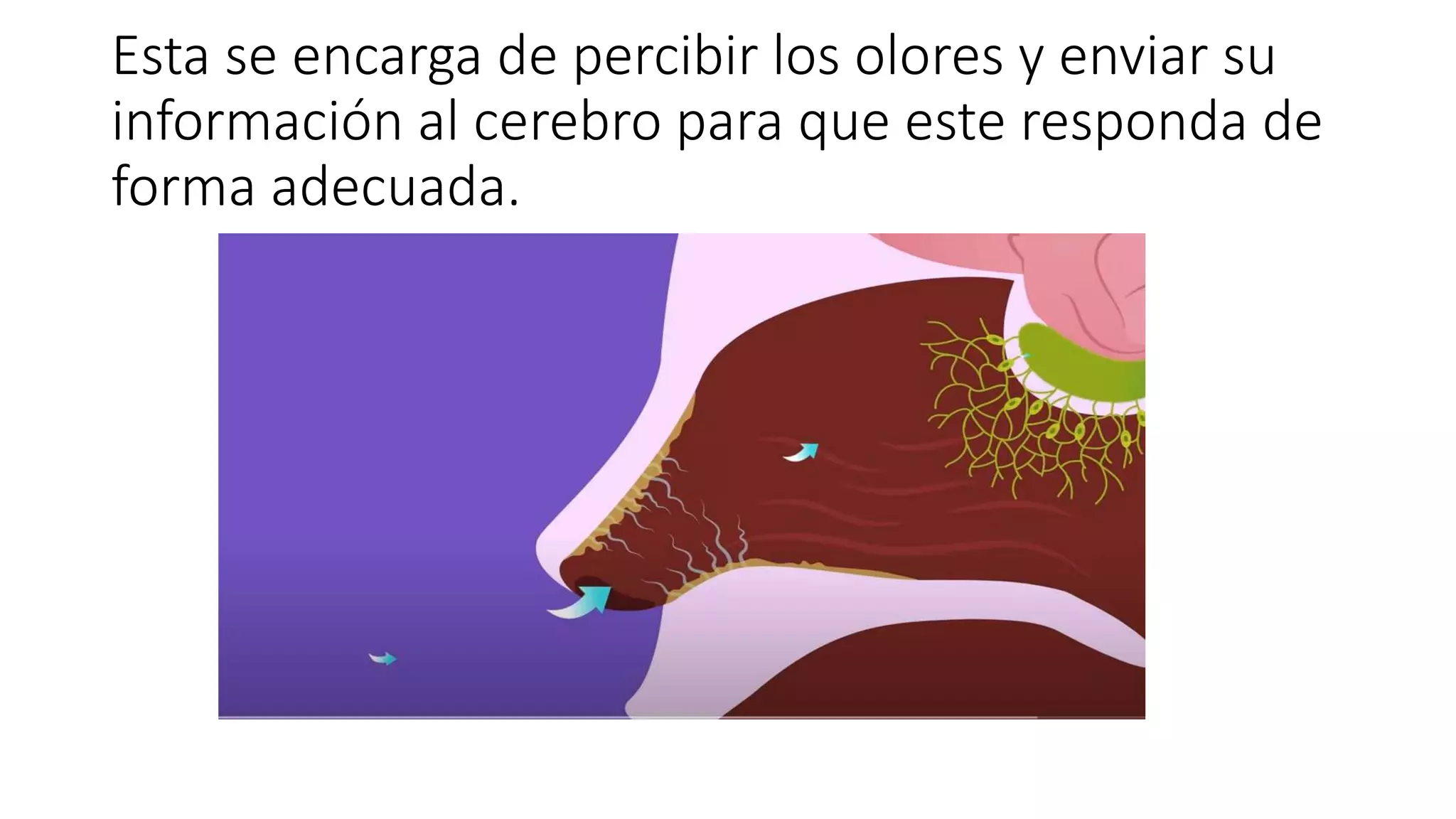 Diapositivas El Olfato.pptx