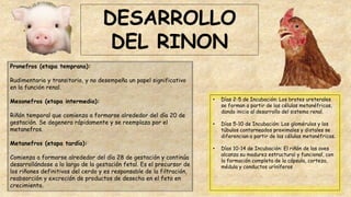 DIAPOSITIVAS DEL RIÑON DEL CERDO Y AVESV | PPTX