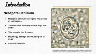 Diapositiva Seminario Biologia molecular.pdf