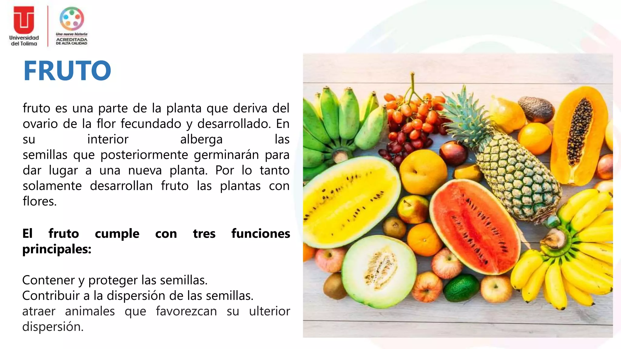 DIAPOSITIVAS FRUTO.pptx