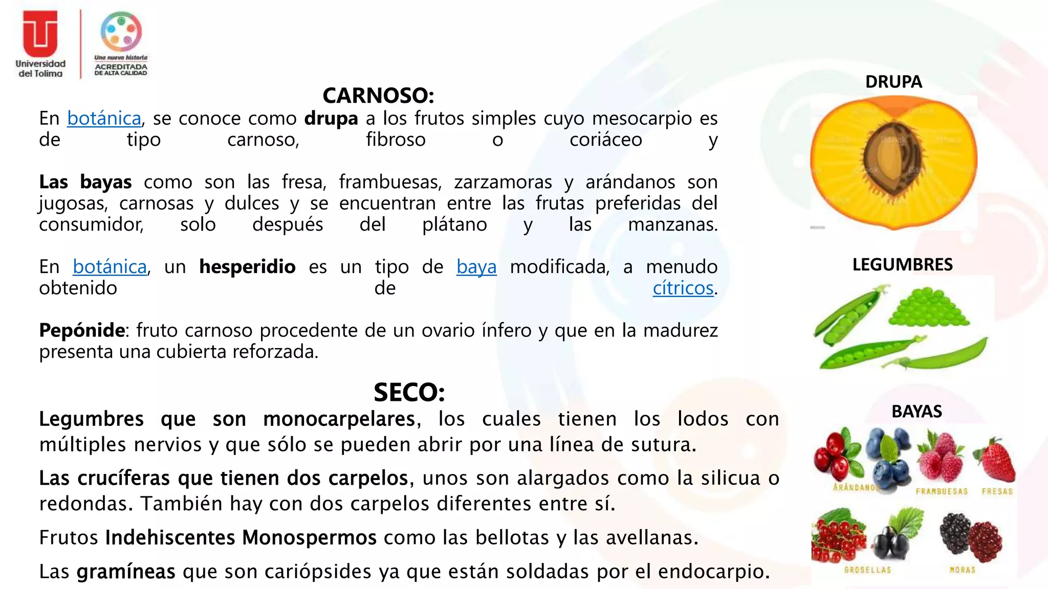DIAPOSITIVAS FRUTO.pptx