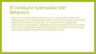 Diapositivas Glandulas salivales mayores y menores. | PPTX