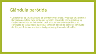 Diapositivas Glandulas salivales mayores y menores. | PPTX