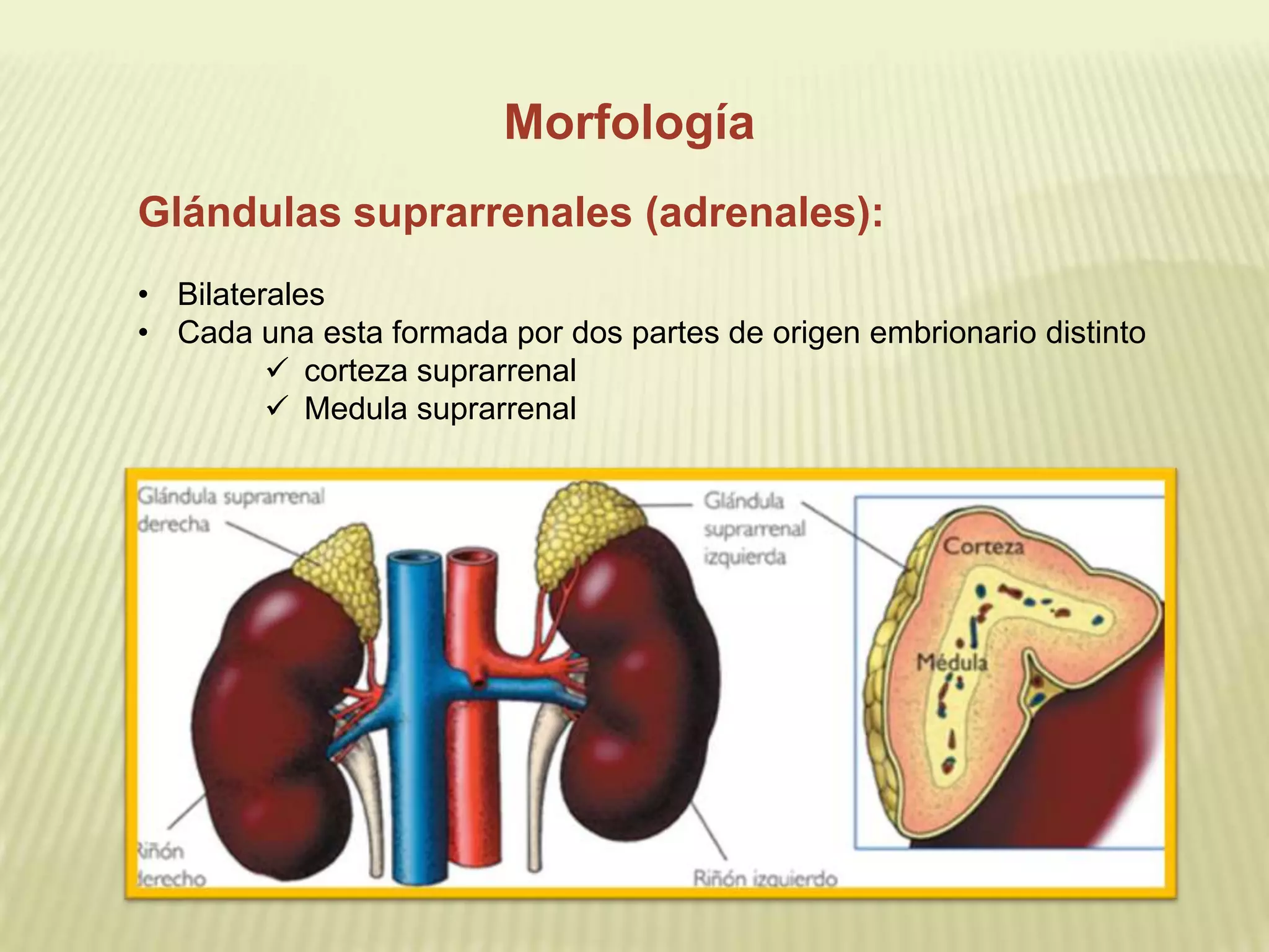 Diapositivas glandulas suprarrenales | PPTX