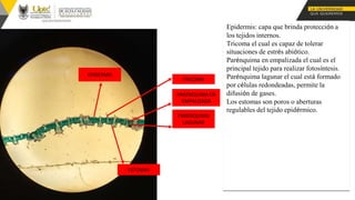 DIAPOSITIVAS HISTOLOGIA BOTANICA (1).pptx