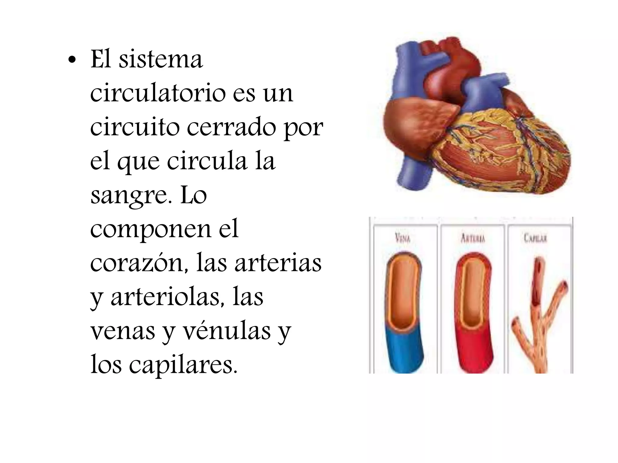 sistema circulatorio | PPT