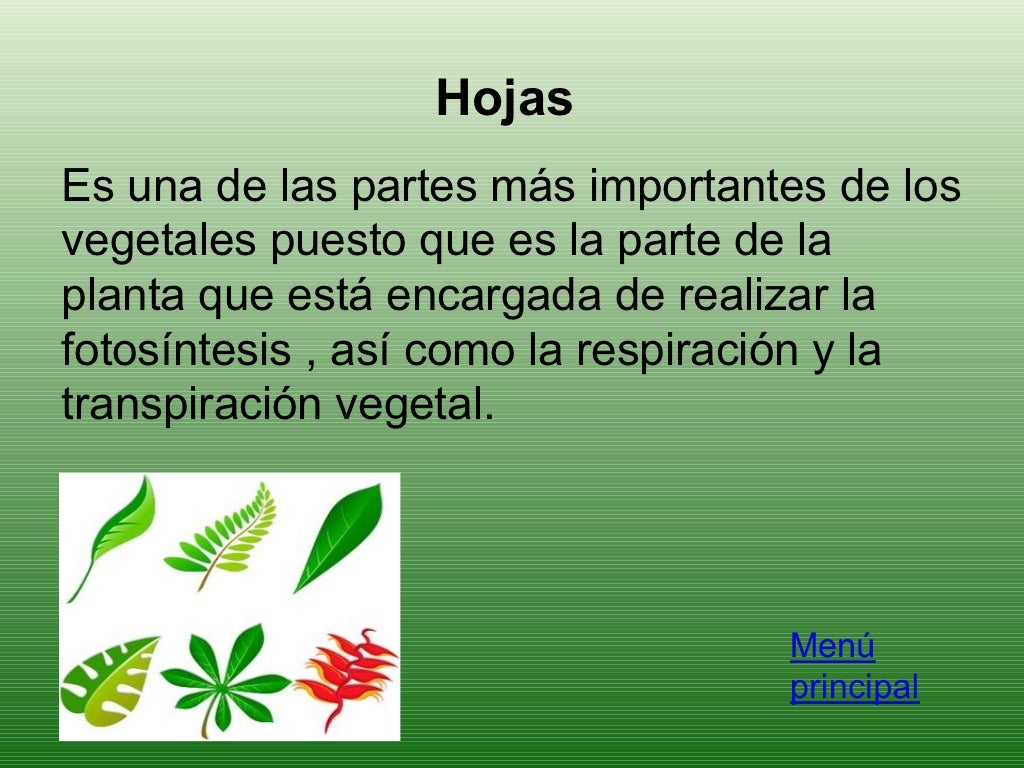 Diapositivas las plantas