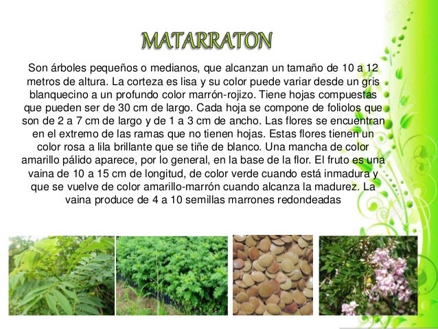Matarratón