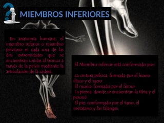 diapositivas miembros inferiores radiología pptx | PPTX