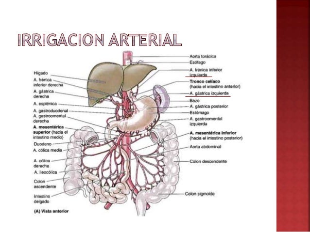 VÍSCERAS ABDOMINALES