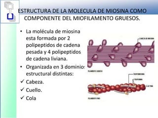 TEJIDO MUSCULAR | PPTX