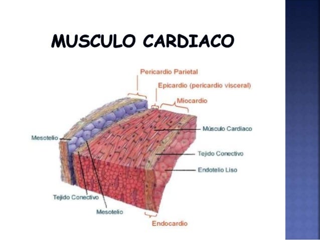 Diapositivas musculo cardiaco