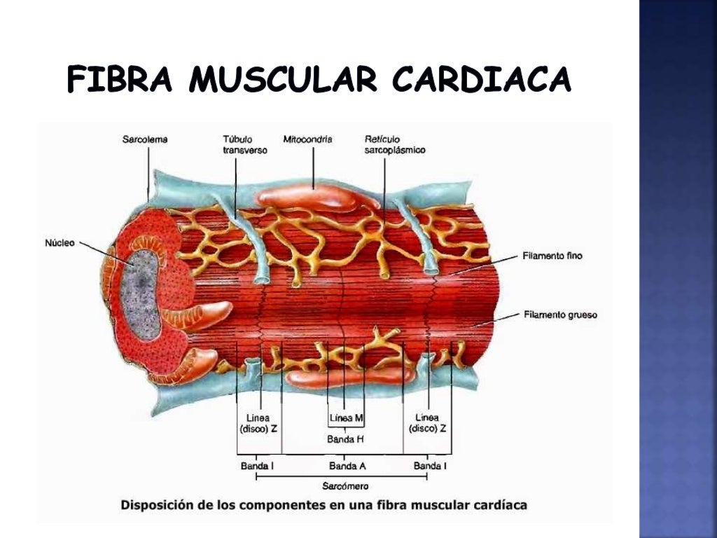 Diapositivas musculo cardiaco