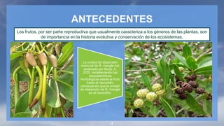 CARACTERIZACION MORFOLOGICA DE LOS MANGLARES | PPTX