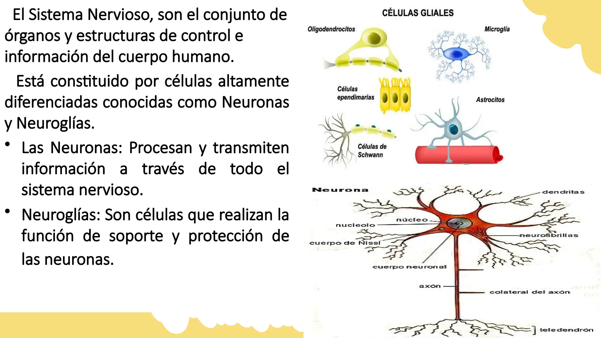 Diapositiva sobre el Sistema Nervioso.pptx
