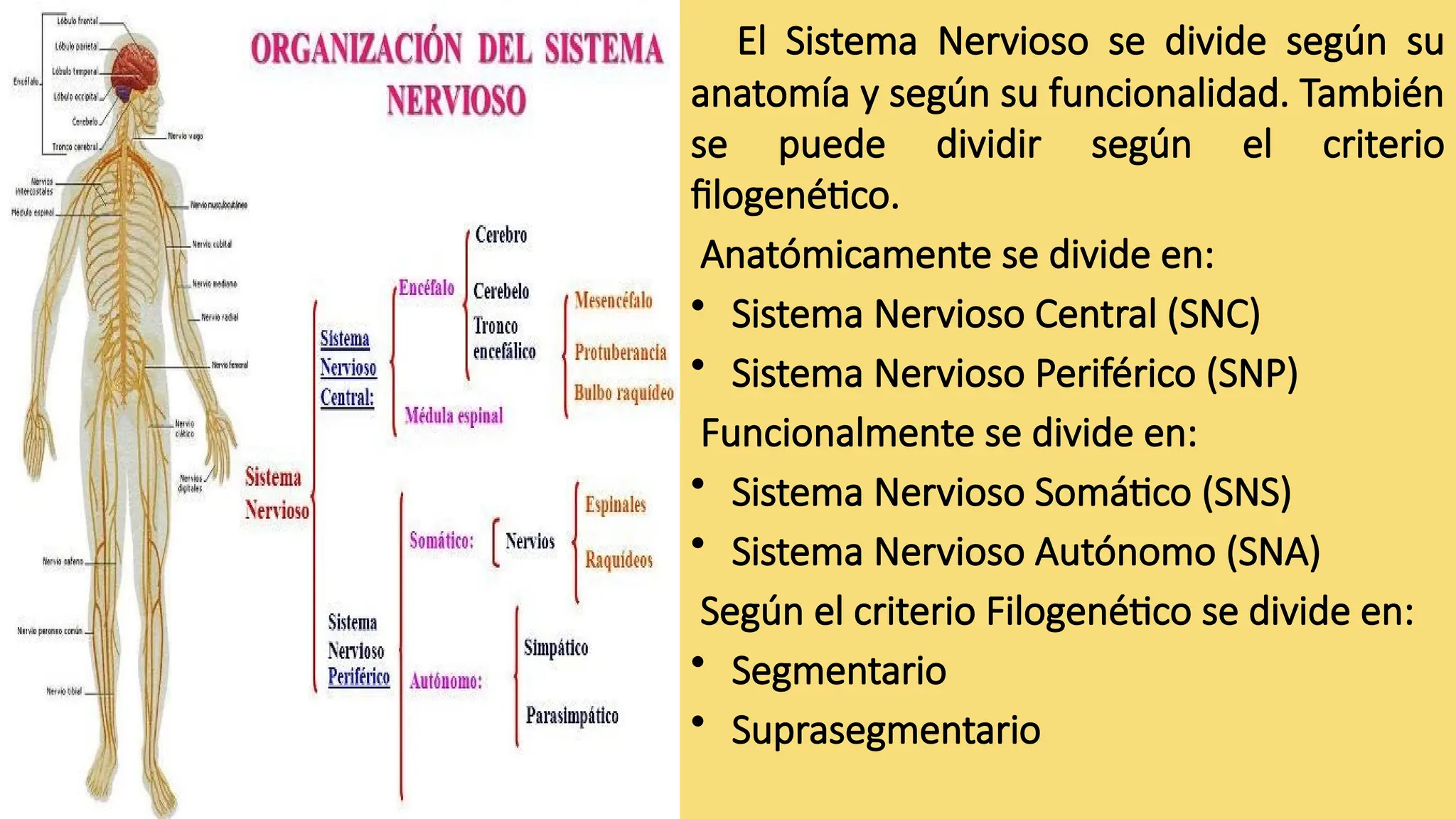 Diapositiva sobre el Sistema Nervioso.pptx