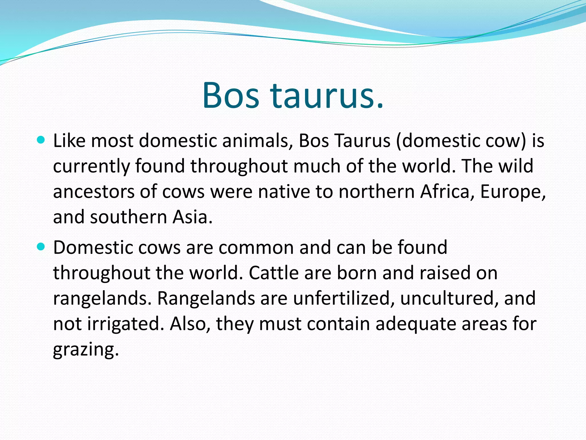 Diapositivas origin of cattle | PPTX | Agriculture | Industries