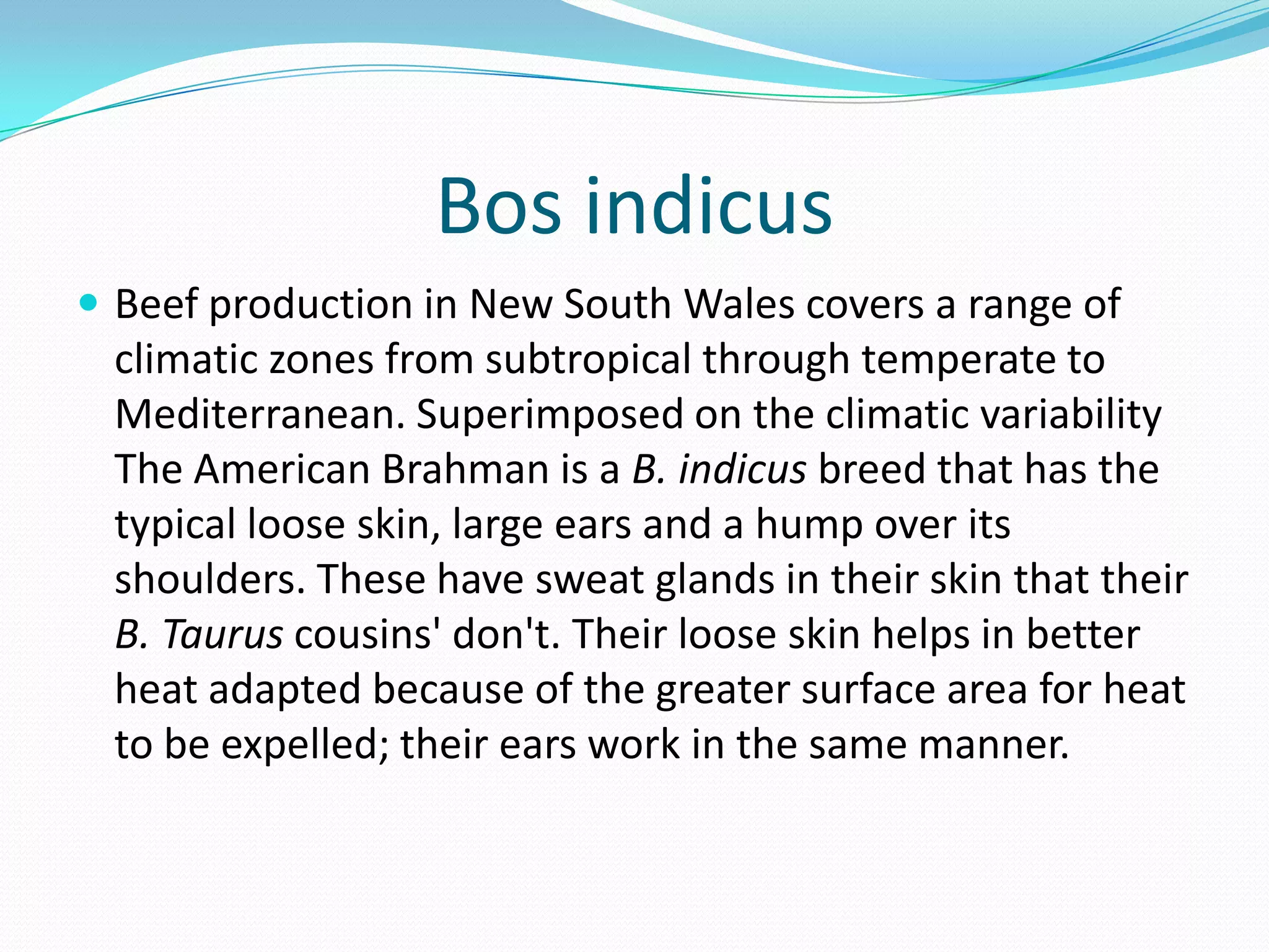 Diapositivas origin of cattle | PPTX | Agriculture | Industries