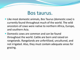 Diapositivas origin of cattle | PPTX | Agriculture | Industries