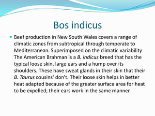 Diapositivas origin of cattle | PPTX | Agriculture | Industries