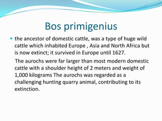Diapositivas origin of cattle | PPTX