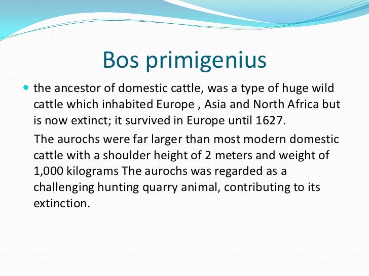 Diapositivas origin Of Cattle diapositivas-origin-of-cattle