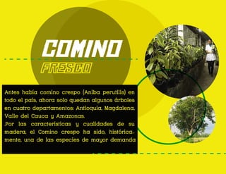 Animales y plantas en vía de extinción en Colombia | PDF