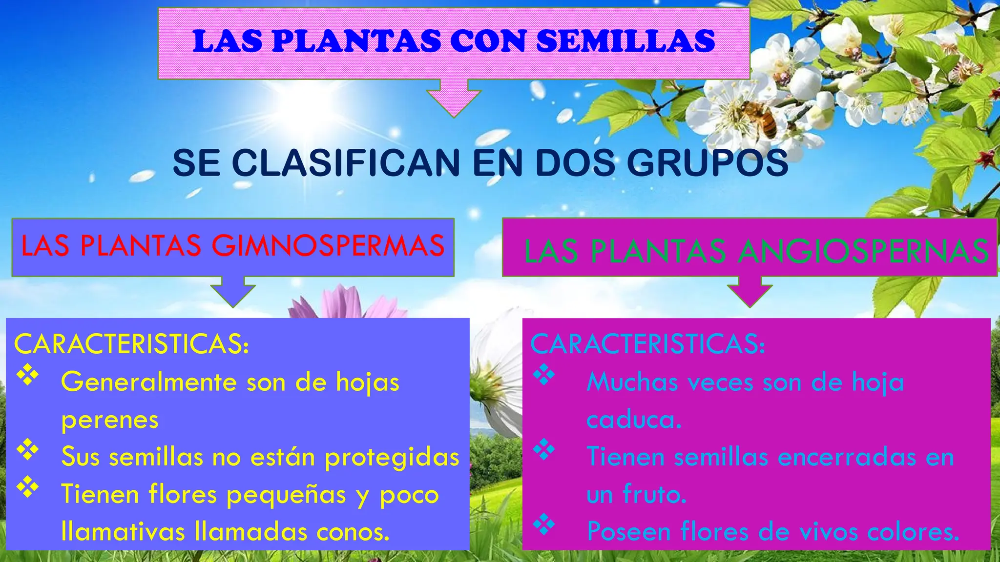 DIAPOSITIVAS DE PLANTAS CON SEMILLA.pptx