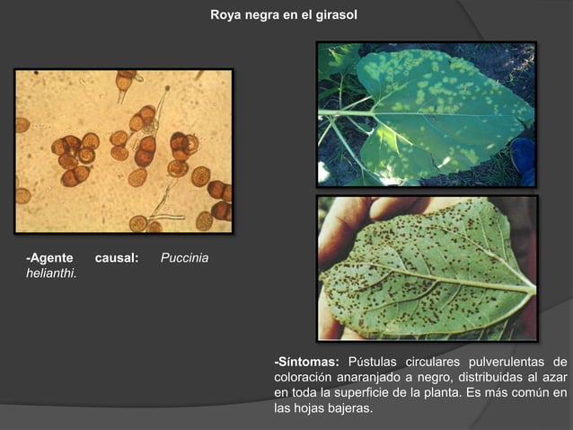 Diapositivas roya | PPT