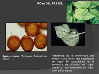 Diapositivas roya | PPTX