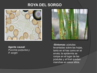 Diapositivas roya | PPTX