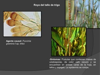 Diapositivas roya | PPTX