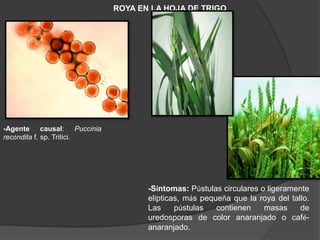 Diapositivas roya | PPTX