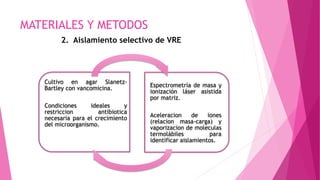 Vancomycin-resistant enterococci with vanA gene in treated municipal ...