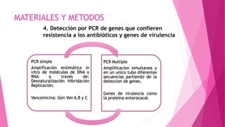 Vancomycin-resistant enterococci with vanA gene in treated municipal ...