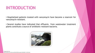 Vancomycin-resistant enterococci with vanA gene in treated municipal ...