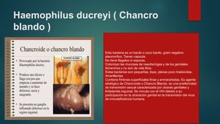 Diagnostico de laboratorio de las infecciones de transmisión sexual de ...
