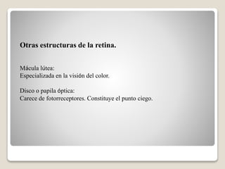 fisiología de la visión y audicion | PPTX