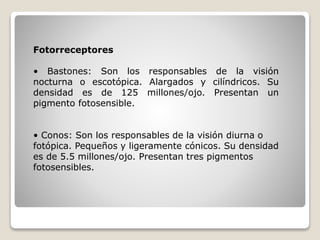 fisiología de la visión y audicion | PPTX
