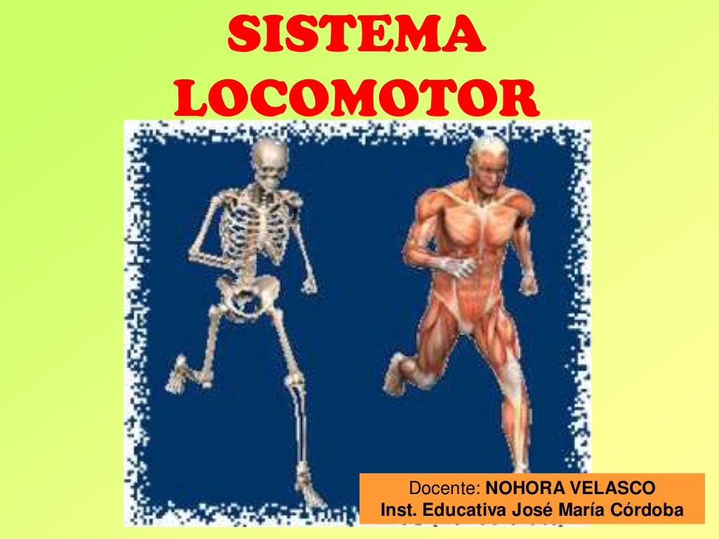 Sistema Locomotor Youtube