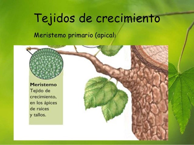 presentacion Tejidos vegetales.
