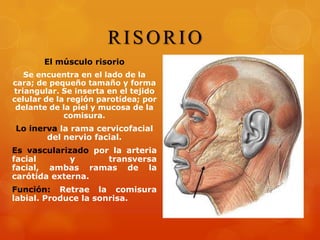 Músculos de la Cara | PPTX