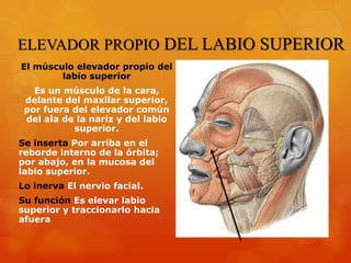 Músculos de la Cara | PPTX