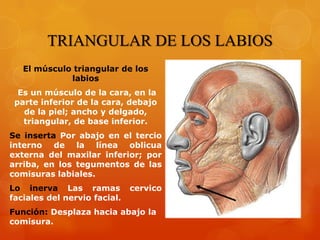 Músculos de la Cara | PPTX